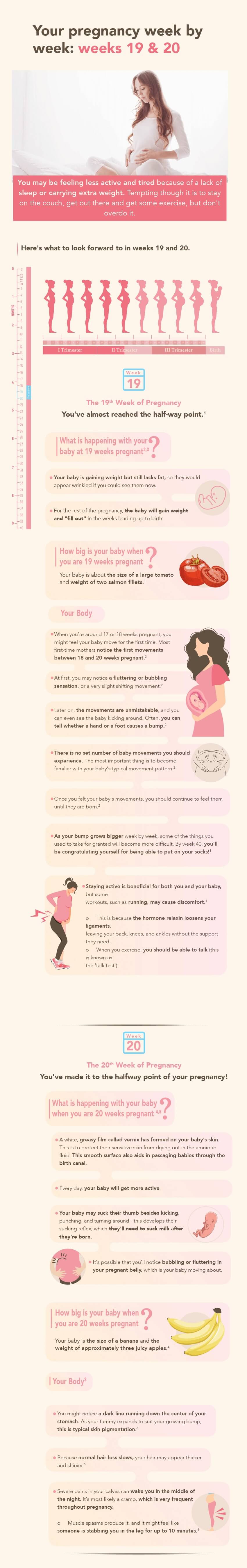 Pregnancy Tracker : 19 - 20 Weeks | Wyeth Nutrition